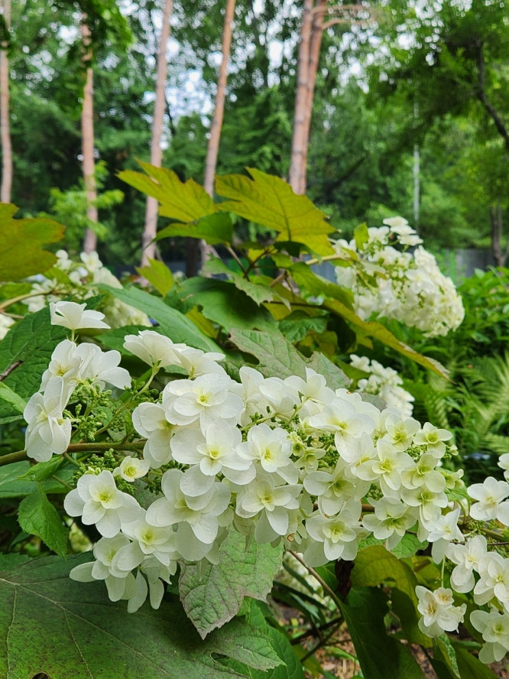 서울숲 수국 현재 현황 6월 : 네이버 블로그