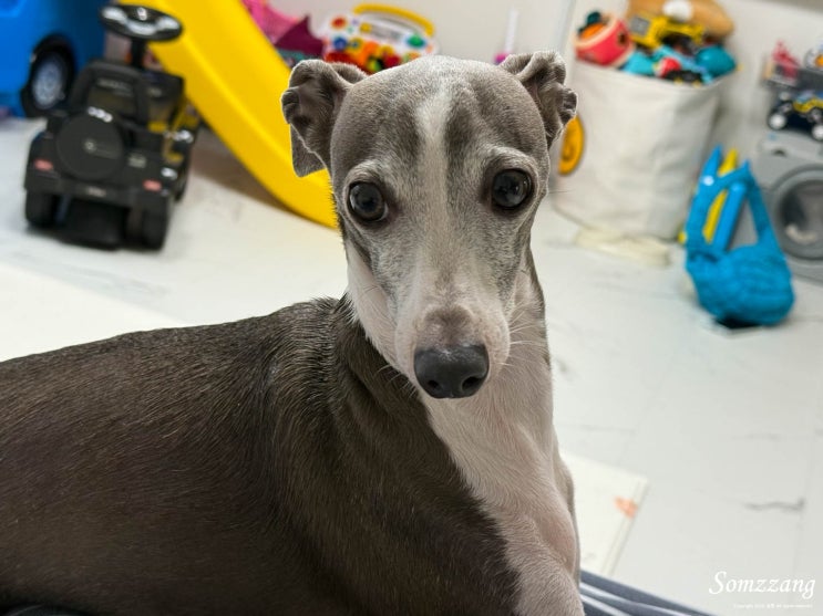 이탈리안 그레이하운드 털빠짐 알러지와 두드러기 완치기 : 네이버 블로그