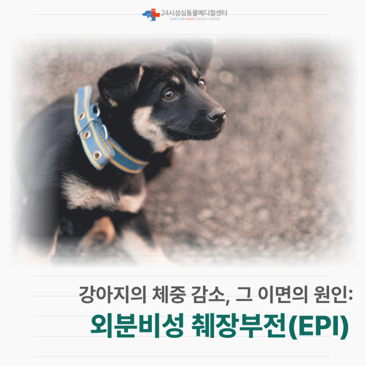 온천동 24시 동물병원ㅣ먹는데 왜 말라갈까? 강아지의 체중 감소, 그 이면의 원인 ㅣ외분비성 췌장부전(EPI) : 네이버 블로그