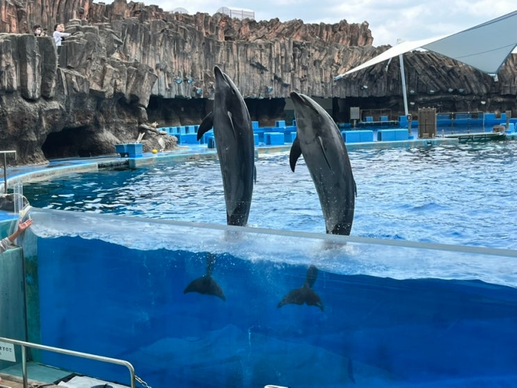 나고야항 수족관 입장권 구매부터 돌고래쇼, 범고래쇼 꿀팁 및 근처 식당까지 : 네이버 블로그