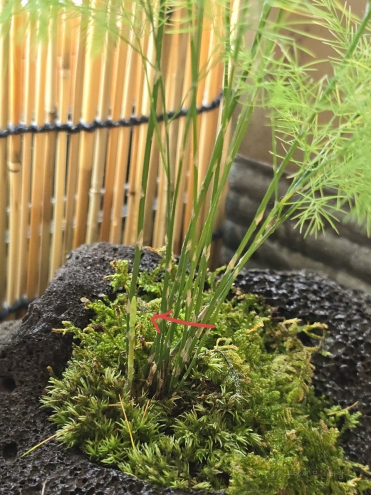 너무 쑥쑥 자라는 아스파라거스 비르가투스가 신기해서 남겨보는 이야기 : 네이버 블로그