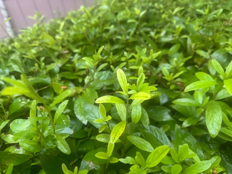 Jun20,2025_너맘대로 살꺼면 짐싸서 나가랬더니 가방을 달라고 하다니 휴 : 네이버 블로그