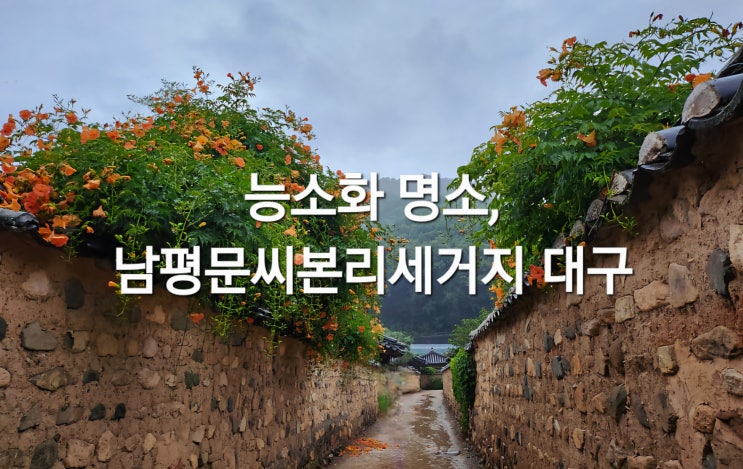 “대구 인흥마을 능소화 명소｜고택과 흙담장이 어우러진 꽃길” : 네이버 블로그