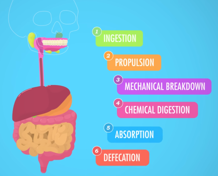 Digestive system | 유튭 crash course : 네이버 블로그