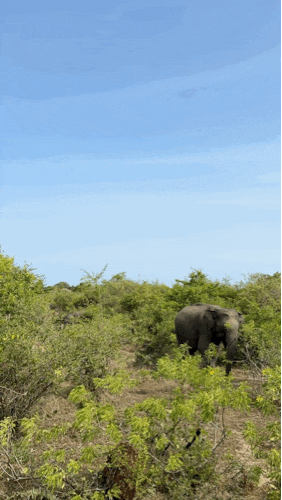 스리랑카 여행 사파리 투어 얄라(Yala) 국립공원 꿀팁 후기 : 네이버 블로그