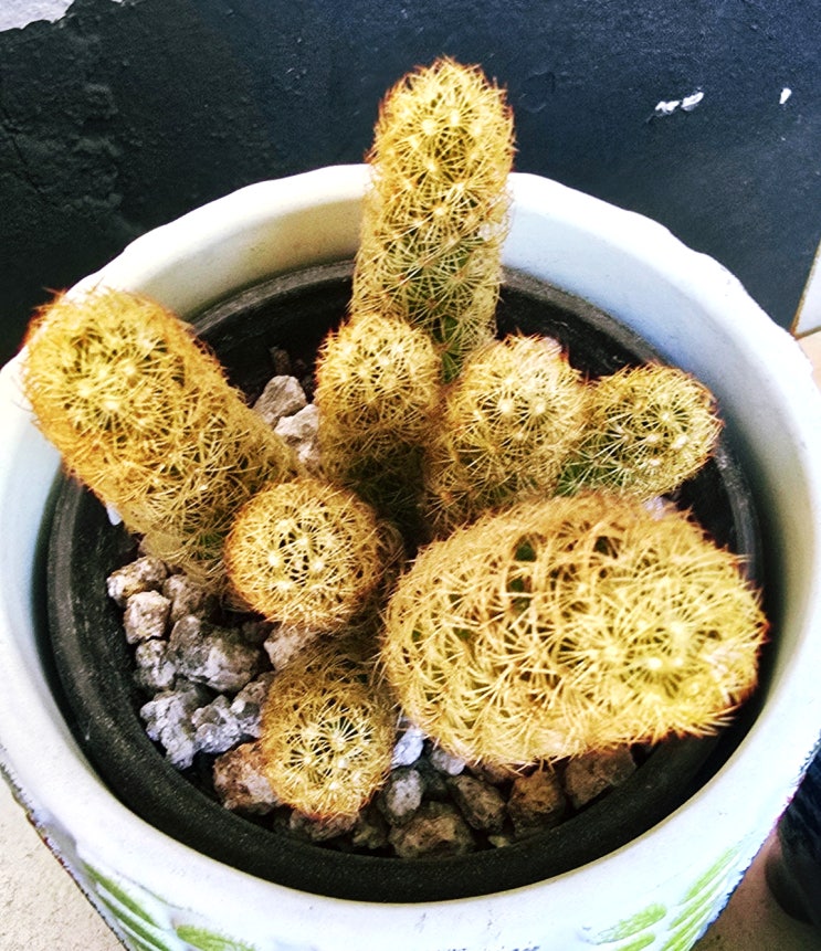 20250623 황금사, 단모환, 귀청옥 : 네이버 블로그