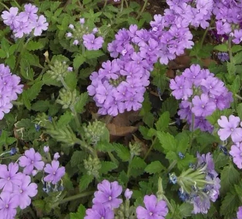 버베나 (Verbena) : 네이버 블로그