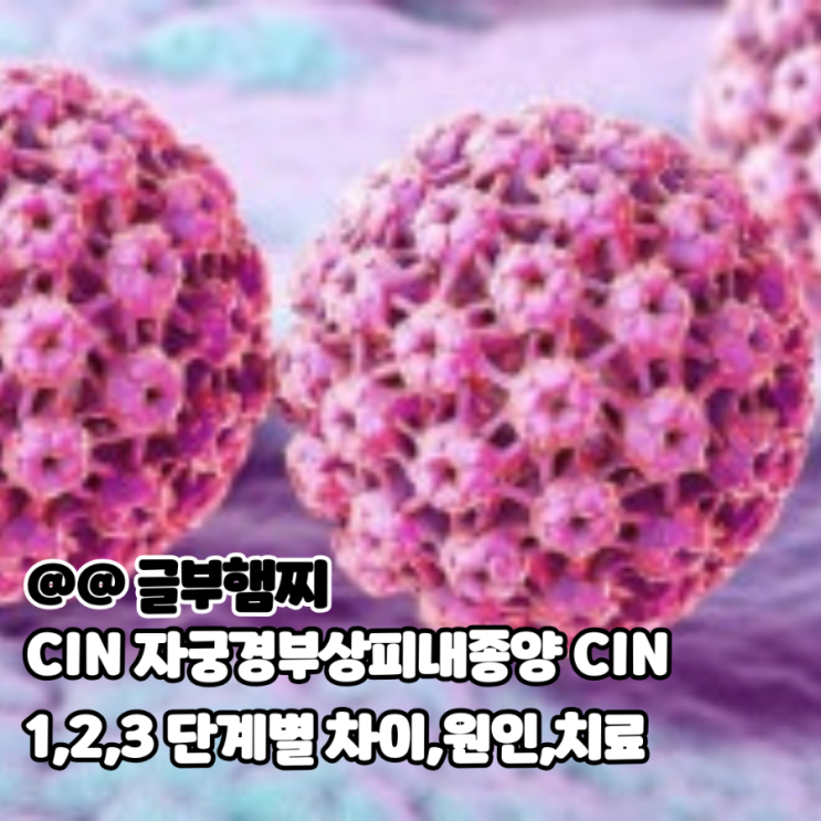 자궁경부상피내종양 CIN 1,2,3 단계별 차이,원인,치료 : 네이버 블로그