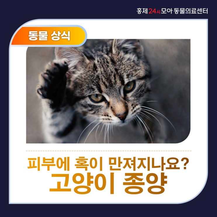 마포동물병원, 고양이 피부에 혹이 만져져요, 혹시 종양일까요? : 네이버 블로그