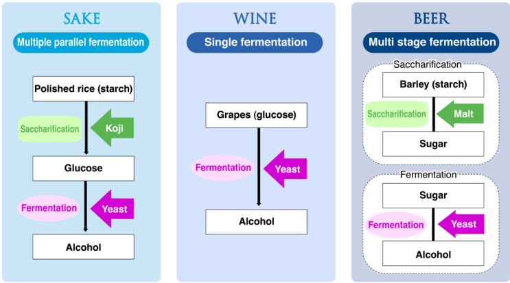 일본 사케 양조과정_Sake Brewing Process/ Polishing, Washing, Soaking, Steaming ...
