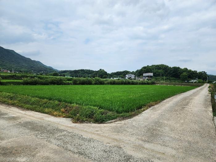 충북 음성군 원남면 보룡리 토지 논경매> 충북 싼 토지 논 2024타경33425 : 네이버 블로그