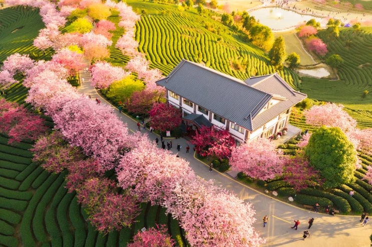Yongfu cherry blossom garden in Longyan, Fujian, China : 네이버 블로그