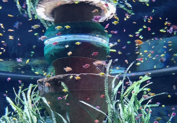 2-3월 일상 기록 (*´ `*) (feat. AFPK) : 네이버 블로그