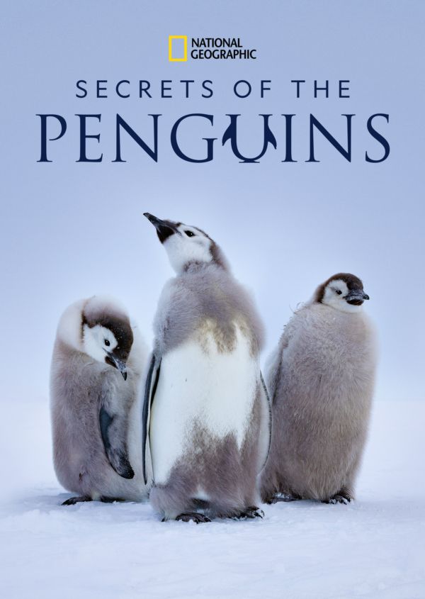 내셔널 지오그래픽 다큐: Secrets of the penguins(펭귄의 비밀) : 네이버 블로그