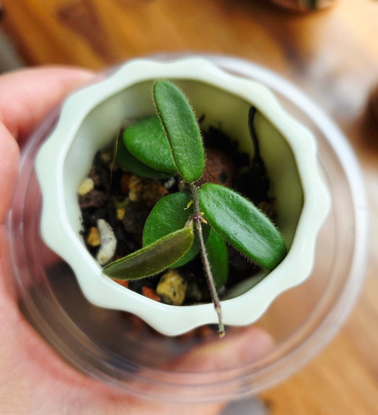 호야 스펙 타티 시마(hoya spectatissima) : 네이버 블로그