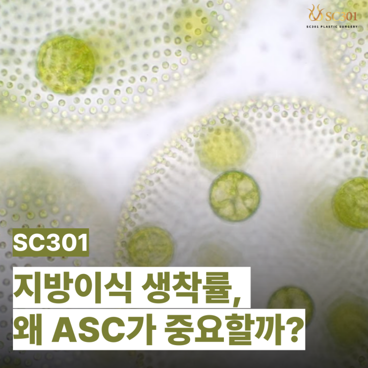 SC301 지방이식 생착률, 왜 ASC가 중요할까? : 네이버 블로그