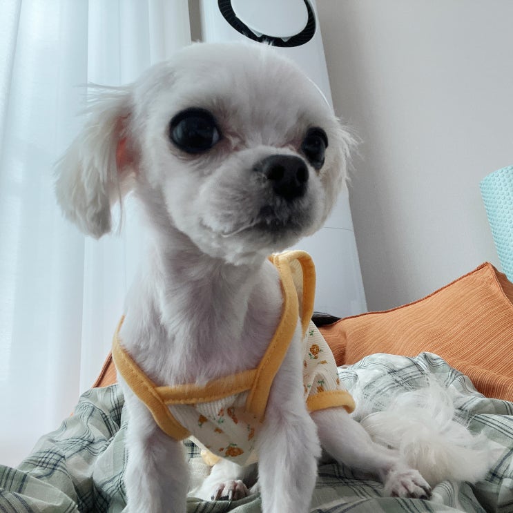 2025년 차캔디, 귀여운 말티즈짤 대방출 : 네이버 블로그