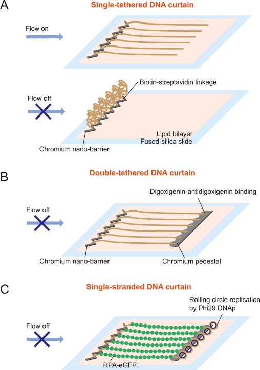DNA curtains: novel tools for imaging protein-nucleic acid interactions ...