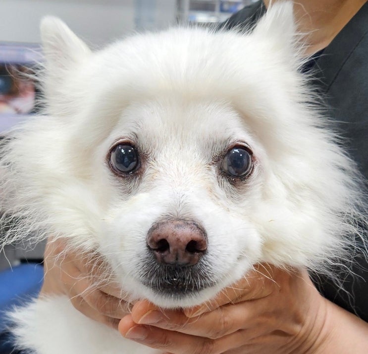 [분당 강아지 백내장] 당뇨로 시력 잃은 아이, 수술로 회복했어요🐶 : 네이버 블로그