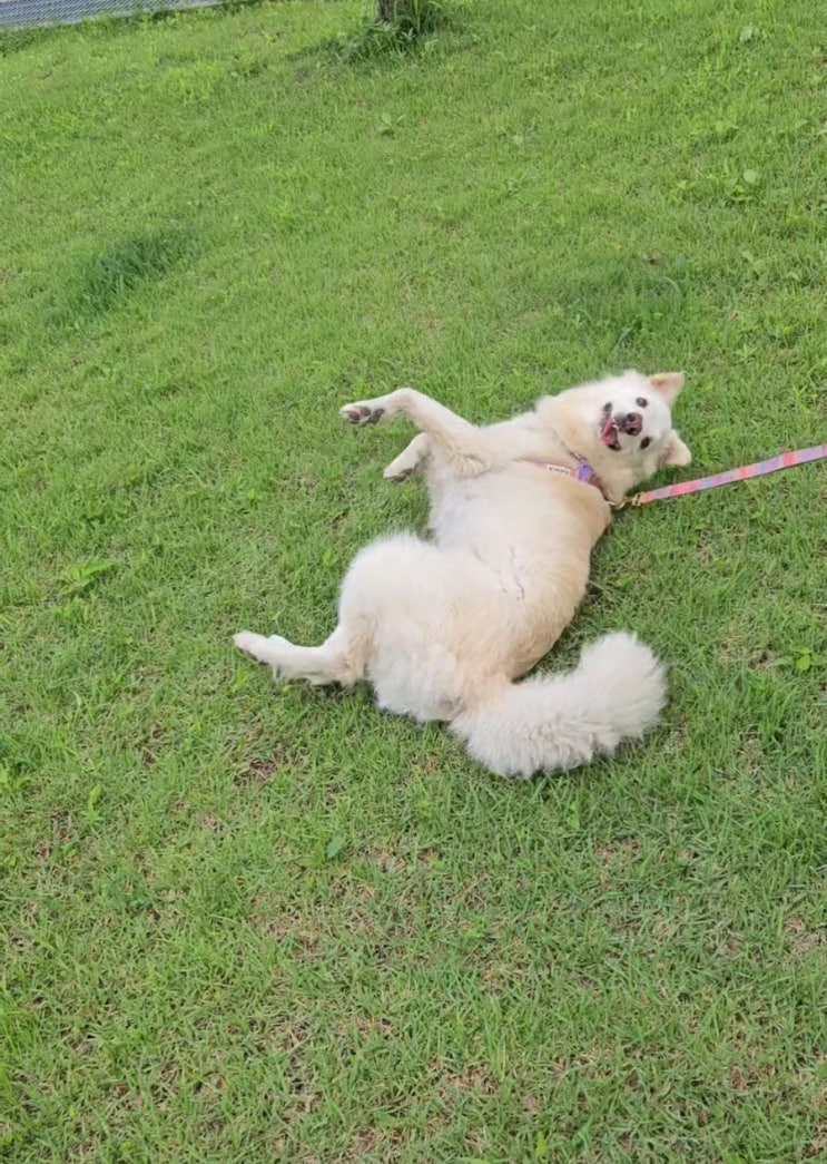 7월 첫째 둘째주의 피클과 나 / 진짜 여름 시작 : 네이버 블로그