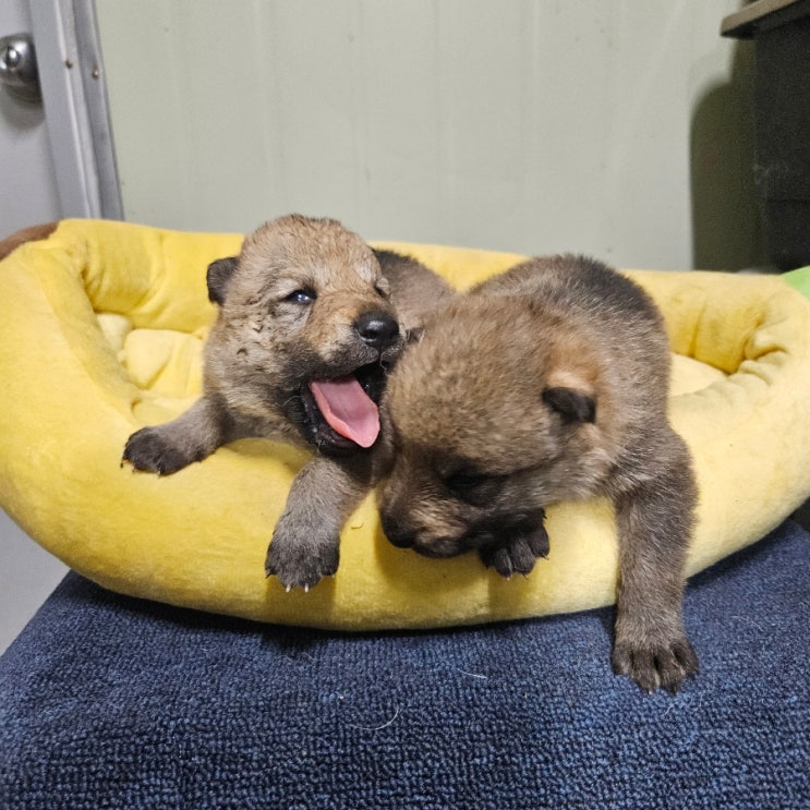 체코울프독분양예약 받습니다 : 네이버 블로그
