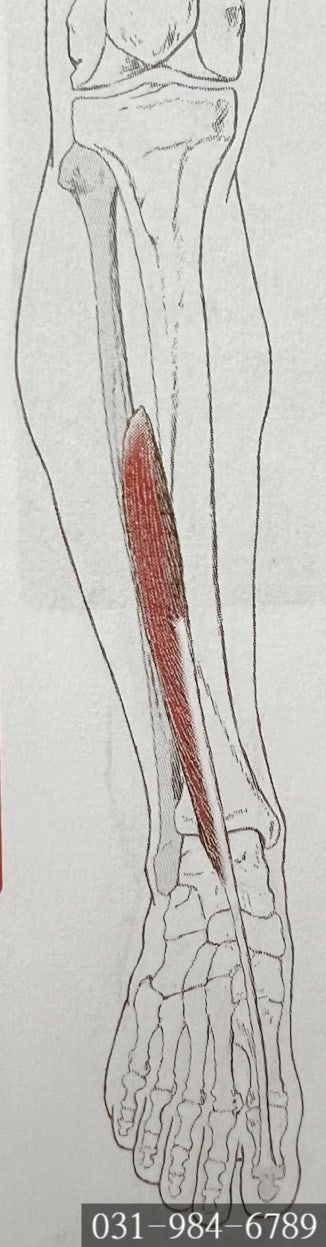 Extensor Hallucis Longus (장족무지신근) : 네이버 블로그