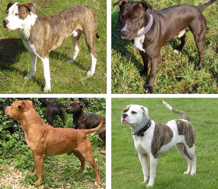 전형적 싸움 개로 개발된 흉폭한 ‘핏불테리어(Pitbull)’ : 네이버 블로그