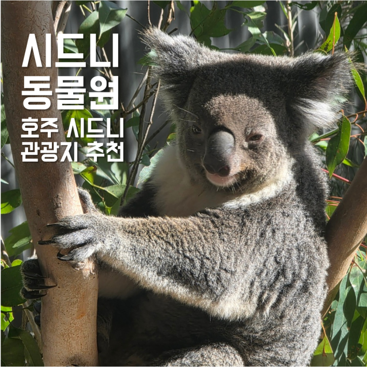 시드니 동물원 추천 - Sydney Zoo 시드니주 가볼만한곳 : 네이버 블로그