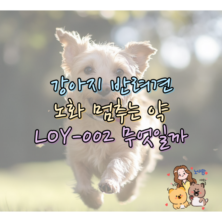 강아지 반려견 노화 멈추는 약 LOY-002 무엇일까 : 네이버 블로그