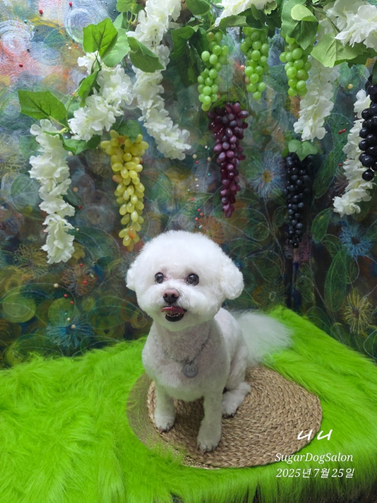 수원애견미용실 & 호텔 SugarDogSalon 20250725 : 네이버 블로그