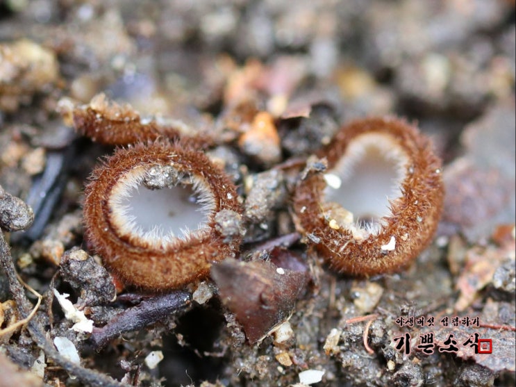 갈색사발버섯 - Humaria hemisphaerica : 네이버 블로그