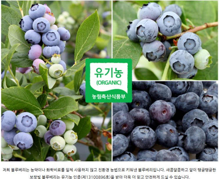 국산 유기농 냉동 블루베리 | 생과 수확 후 냉동 발송 중 : 네이버 블로그