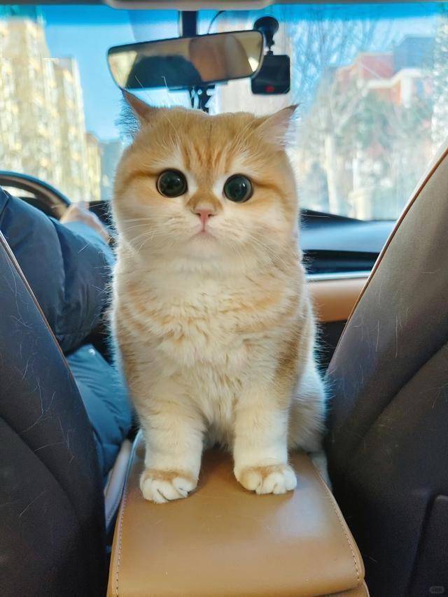 고양이 같은 어린 아이 ㅋㅋㅋ : 네이버 블로그