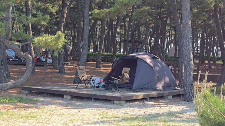 연곡솔향기 캠핑장 최고 명당 A142 (+캠핑장 전체 리뷰) : 네이버 블로그