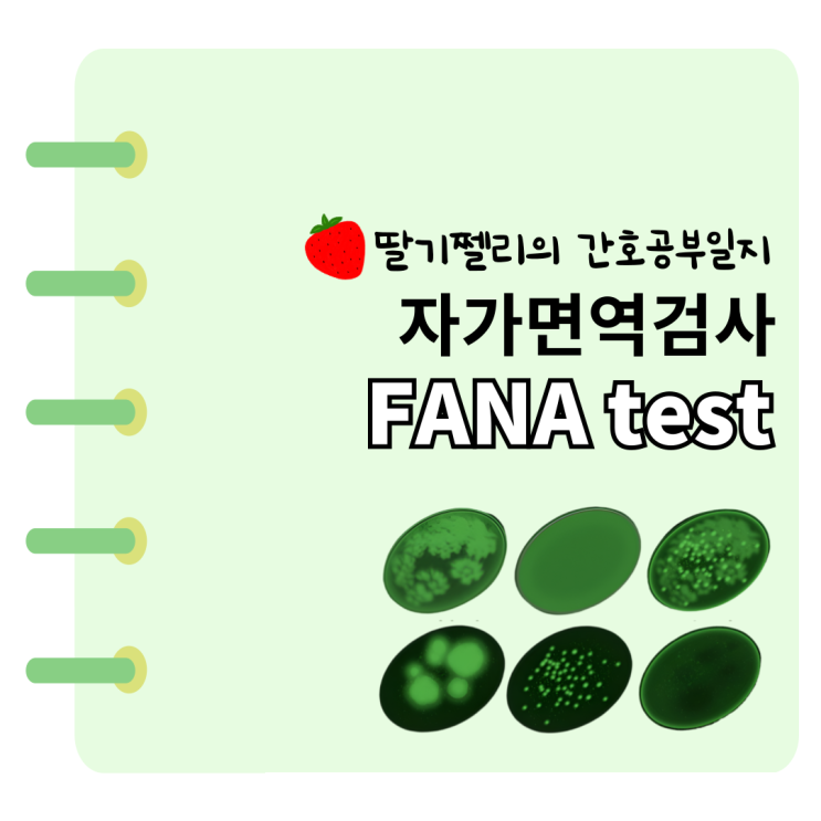 자가 면역 항체 검사| FANA screening test : 네이버 블로그