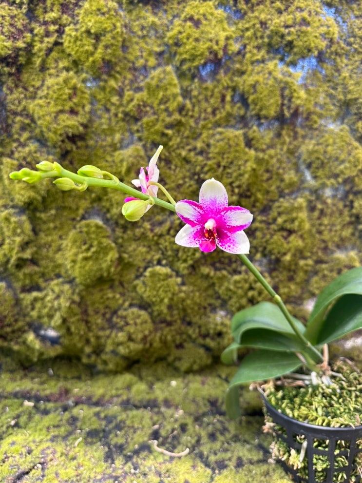 팔레놉시스 지아호 썸머 러브[Phal. Jia Ho Summer Love] /‘25 : 네이버 블로그