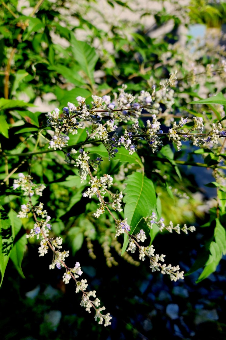 좀목형 : 네이버 블로그