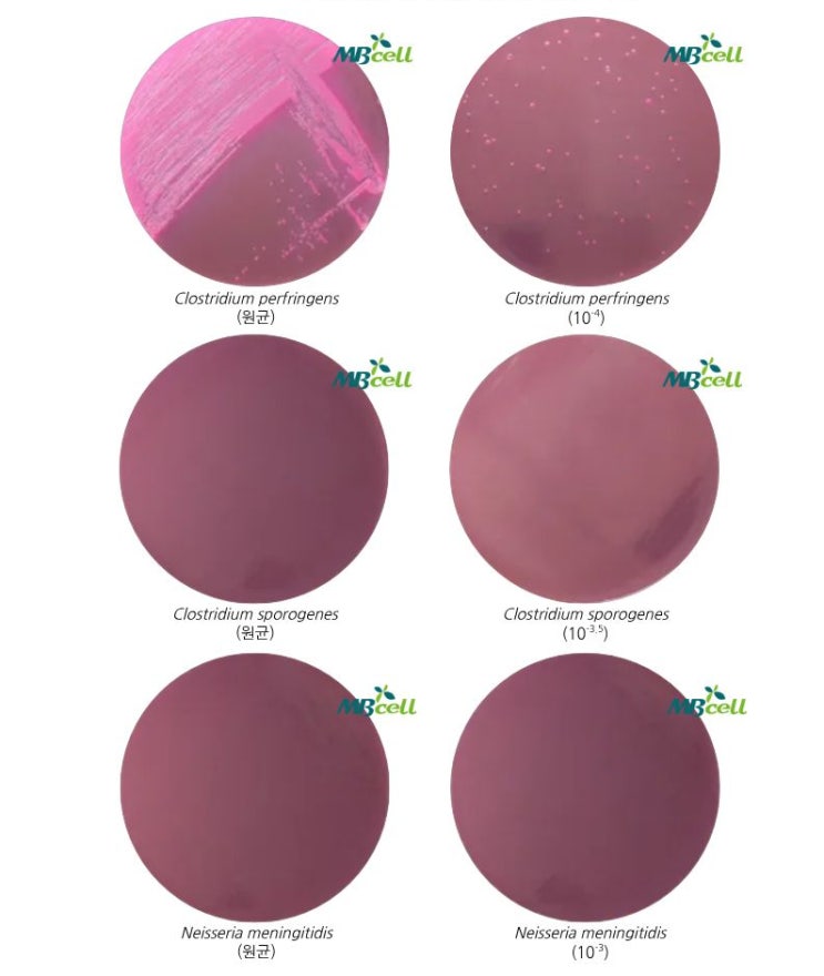 MacConkey(MC) Agar Modified : MB-M0655(Yersinia, Escherichia, Proteus ...