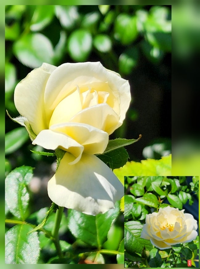 이모젠 장미 Imogen Roses 한 달 만에 다시 보니 더욱 반갑네요 : 네이버 블로그