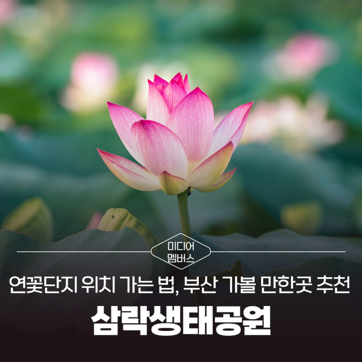 [미디어멤버스] 삼락생태공원 연꽃단지 위치 가는 법 부산 가볼 만한 곳 추천 : 네이버 블로그