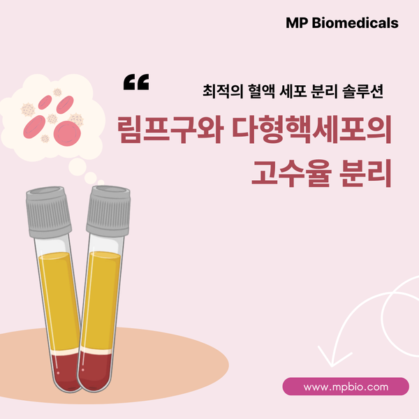 혈액 세포 분리(Blood Fractionation): 림프구 및 다형핵세포 분리 효율 극대화 : 네이버 블로그
