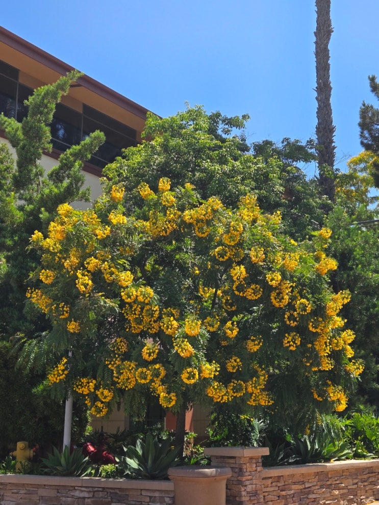 [얼바인고수 연재소설] 3. 우리가 가장 절박했던 미국 구직의 날 : 네이버 블로그