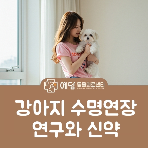 강아지 기대 수명 연장 약 LOY-002 신약과 생명연장 라파마이신 연구 : 네이버 블로그