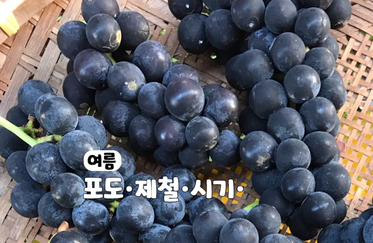 포도 종류 캠벨포도 샤인머스켓 거봉포도 머루포도 제철 효능 : 네이버 블로그