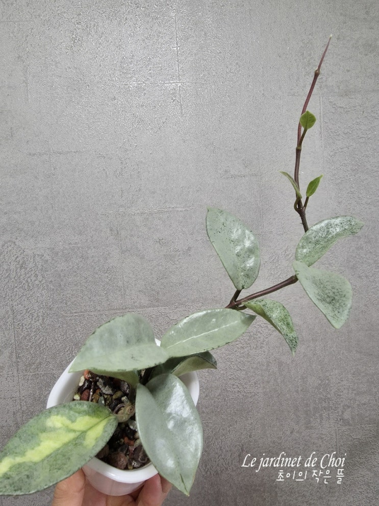 아르젠티아프린세스 무늬를 찾아서... : 네이버 블로그