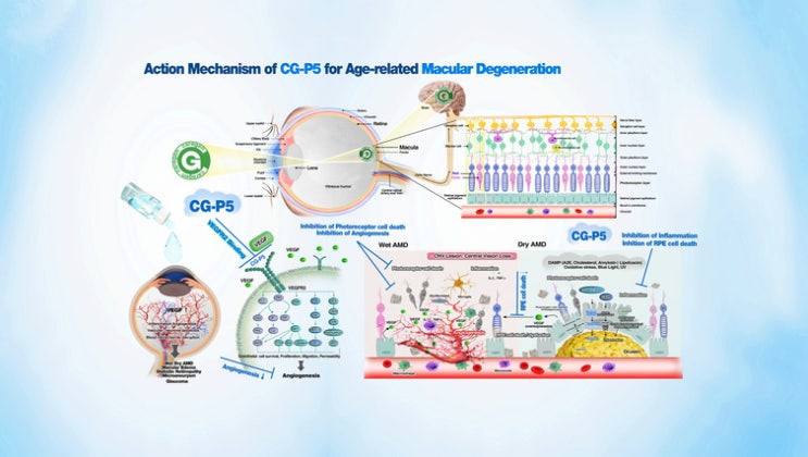 [케어젠 톺아보기]'CG-P5' 미국 임상 우선 속내는 : 네이버 블로그