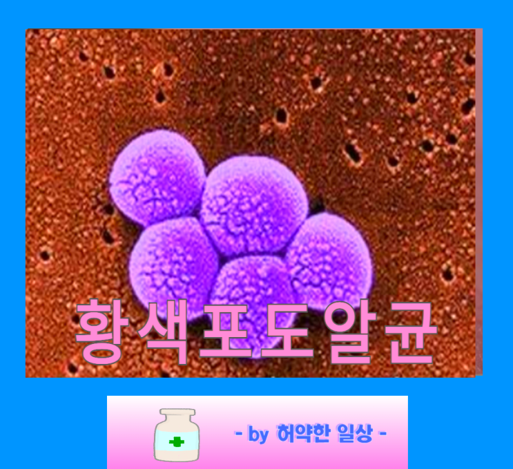 황색포도알균 감염증 원인 증상 진단 치료 예방법 MRSA MSSA 슈퍼박테리아 사망 사례 : 네이버 블로그