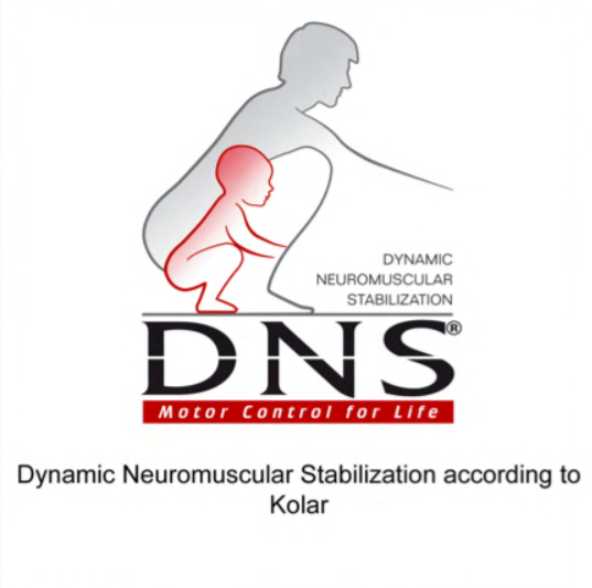 DNS(Dynamic Neuromuscular Stabilization)의 과학적 견해. : 네이버 블로그