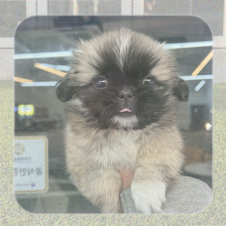 서대문 강아지무료분양 책임비의 진실! 동물후원 이야기 : 네이버 블로그