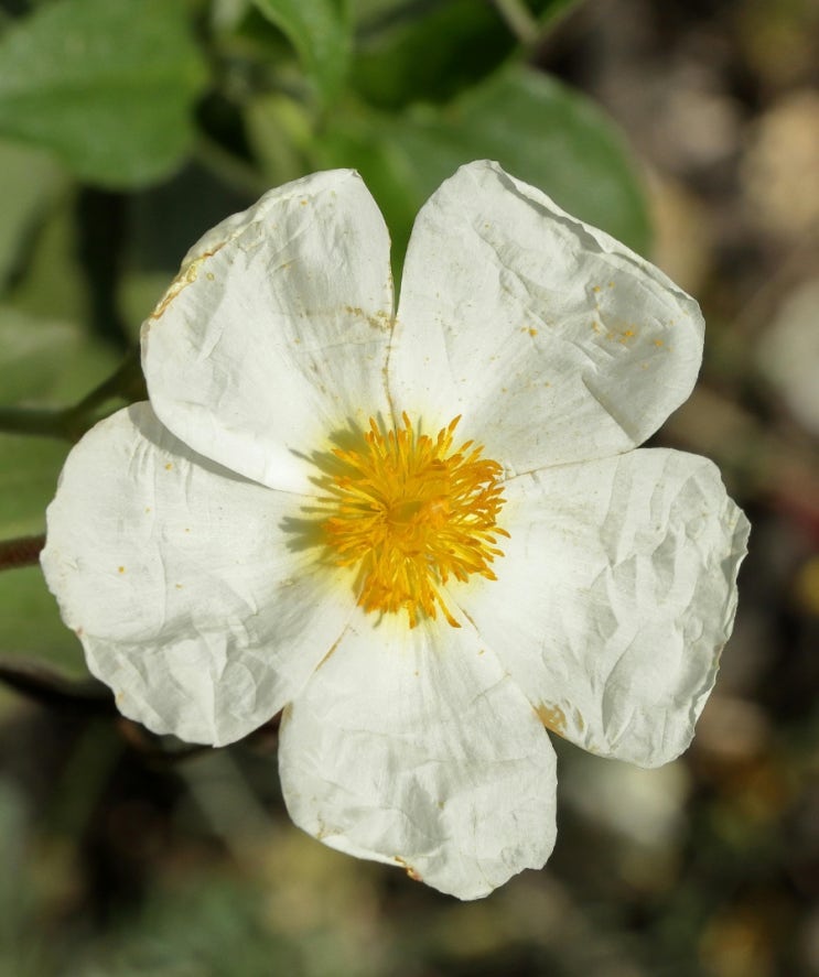 8월 9일 탄생화: 시스투스(Cistus) : 네이버 블로그